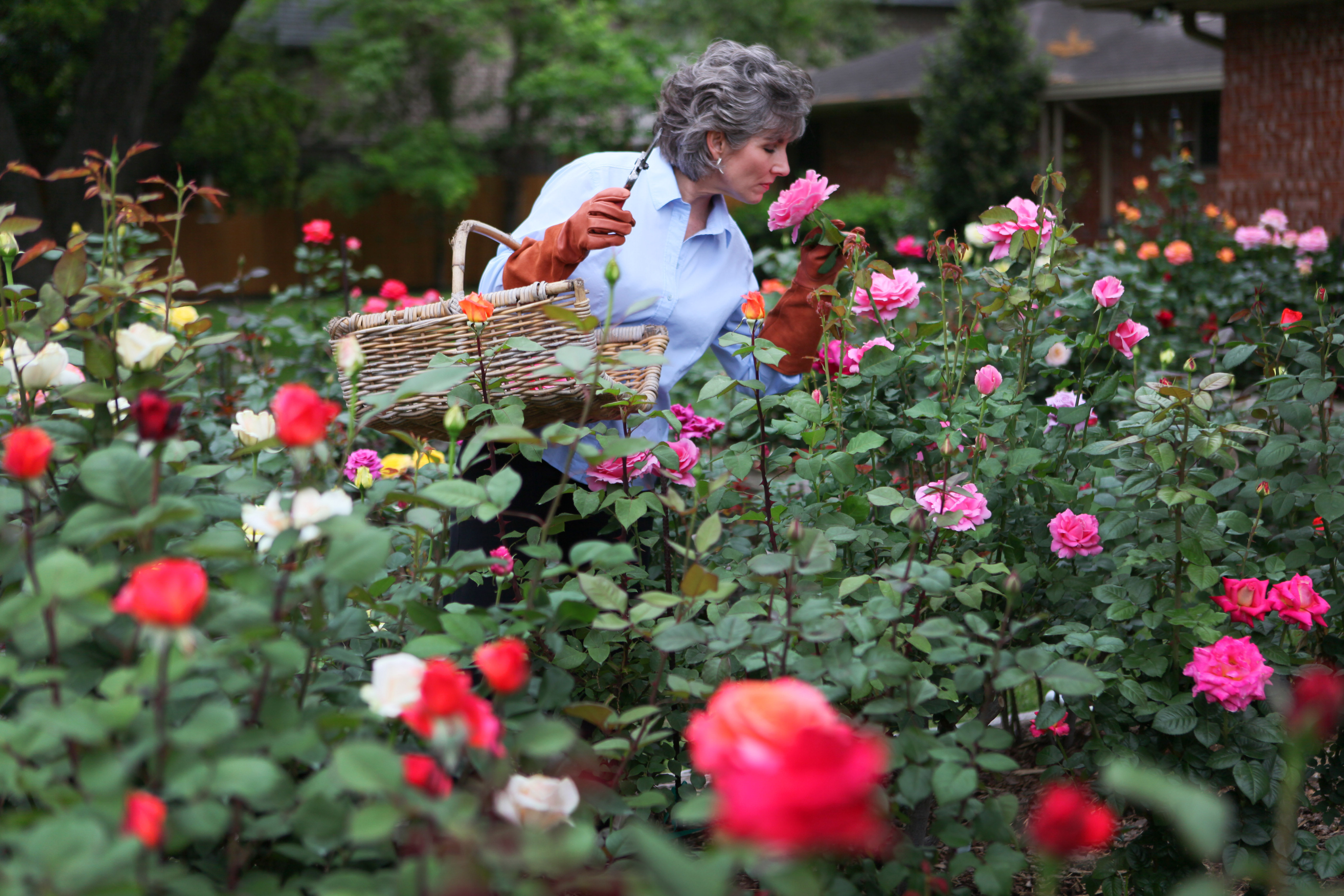 Texas Rose Lady – Celebrating the Gifts and Wonders of Nature