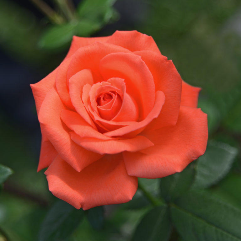 April 2019: Tropicana – Texas Rose Lady